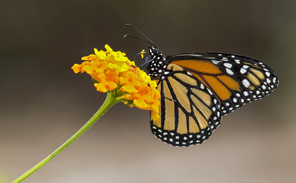 Fotografía: Beatriz Mojica